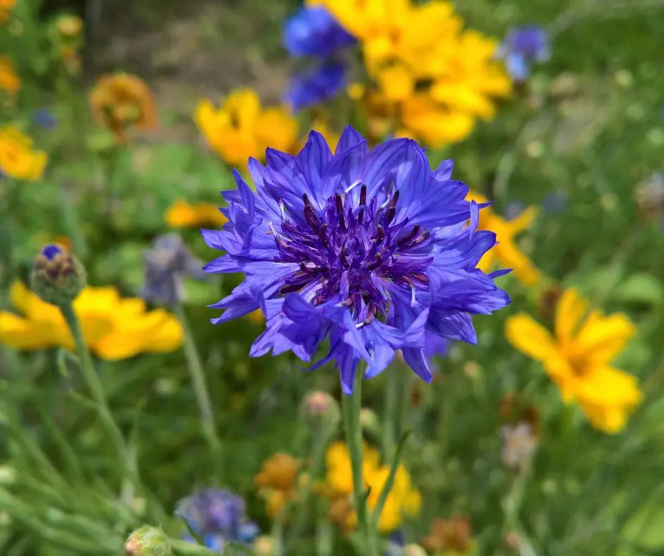 Bachelor Button - Mixed Colors – LJ Seeds Co.